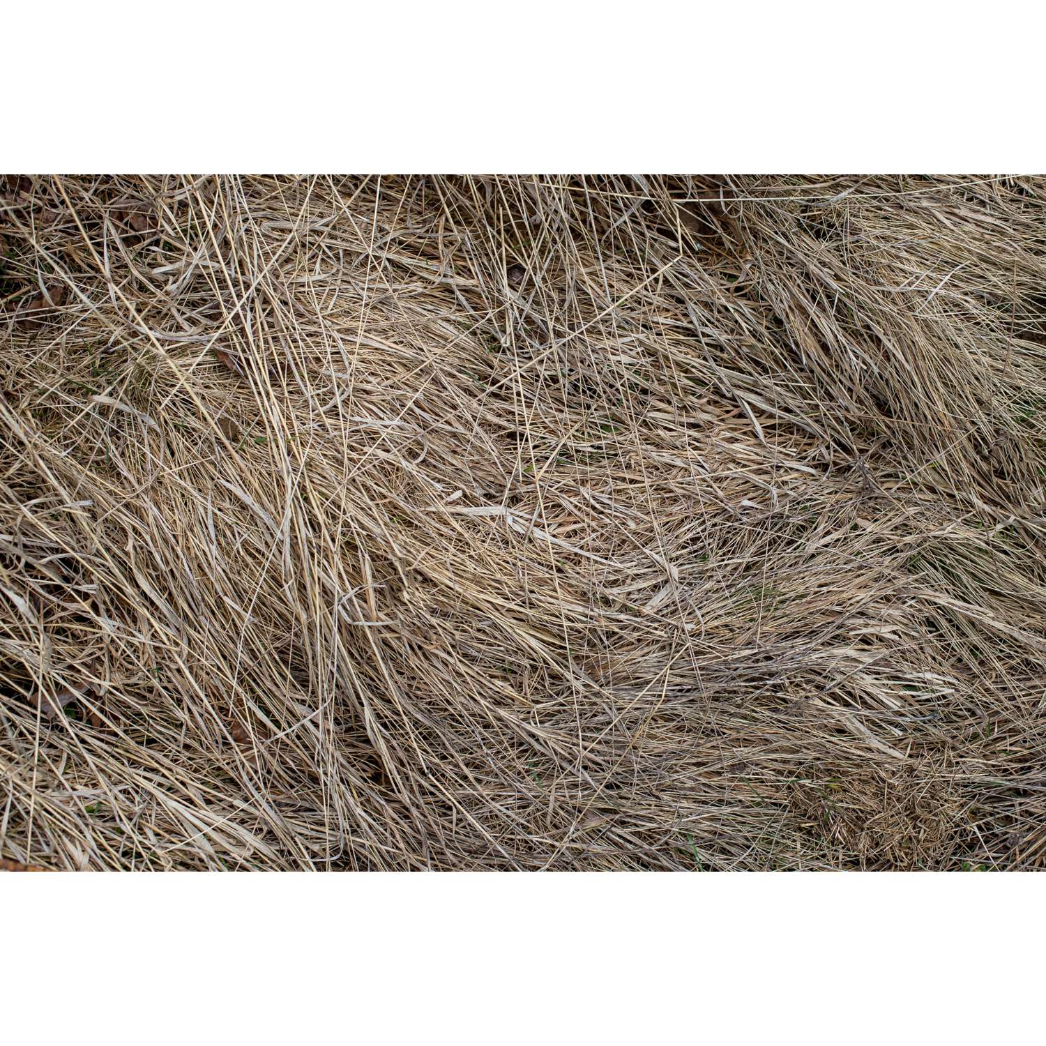 Locally Sourced Coastal Bermuda Hay - Feed Bale - Ace Hardware