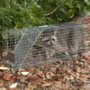 Havahart Large Live Catch Cage Trap For Cats and Raccoons 1 pk Mfr ...