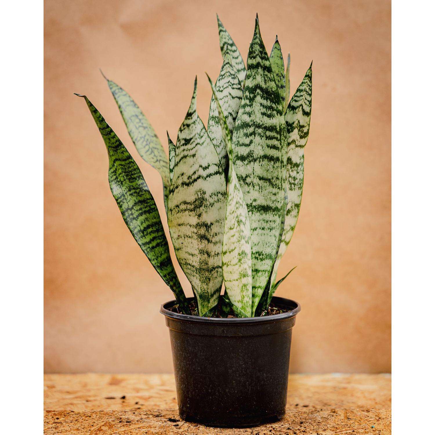 Acosta Farms Nursery Live Plant - Ace Hardware