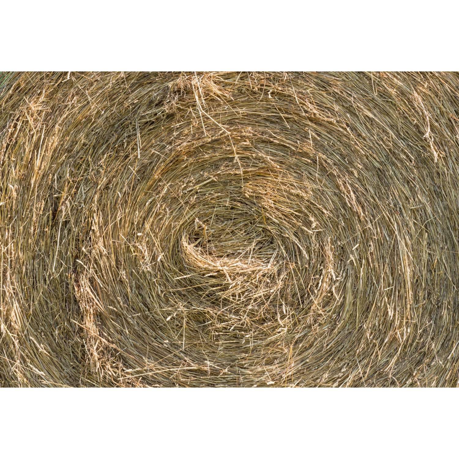 Locally Sourced Coastal Bermuda Hay Bale - Ace Hardware