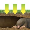 Victor Dual Action Animal Repellent Granules For Gophers and Moles 10 ...