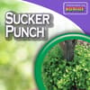Bonide Sucker Punch Tree Roots Killer RTU Liquid 16 oz - Ace Hardware